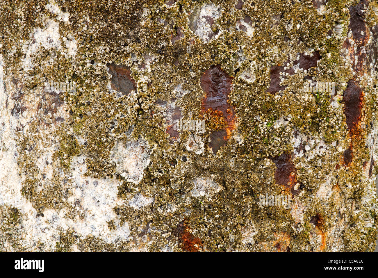 Barnacles on Rusty Steel Shipwreck Background Stock Photo - Alamy