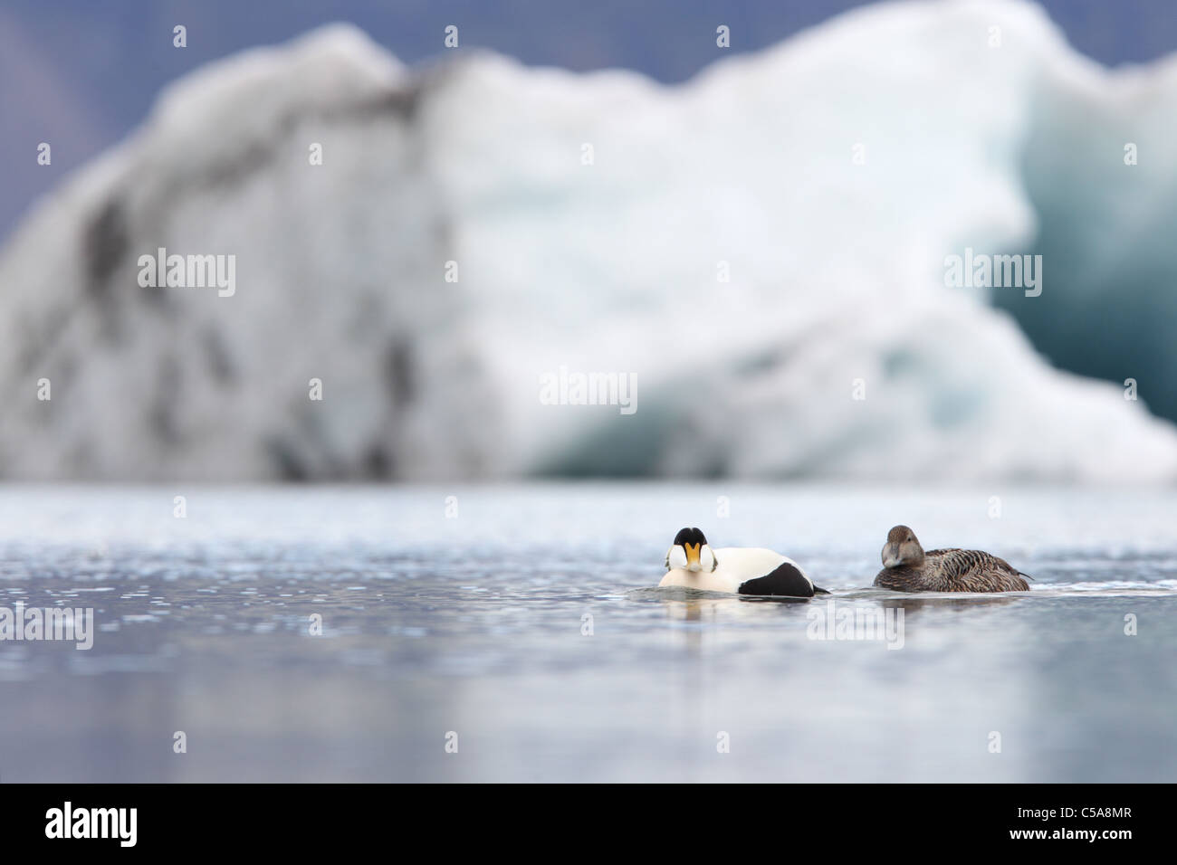 Breeding eider pair hi-res stock photography and images - Alamy