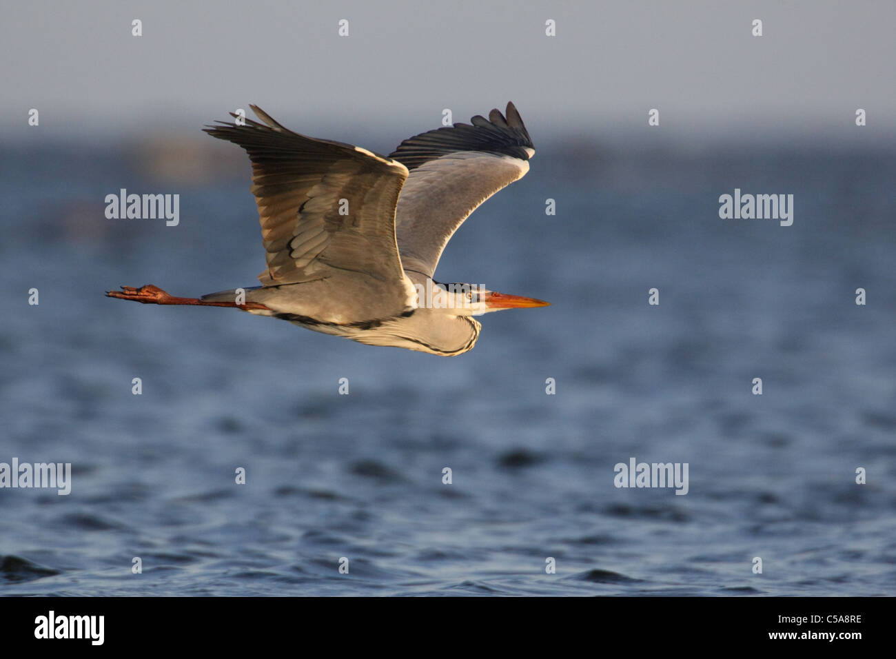 Grey heron flying uk hi-res stock photography and images - Alamy