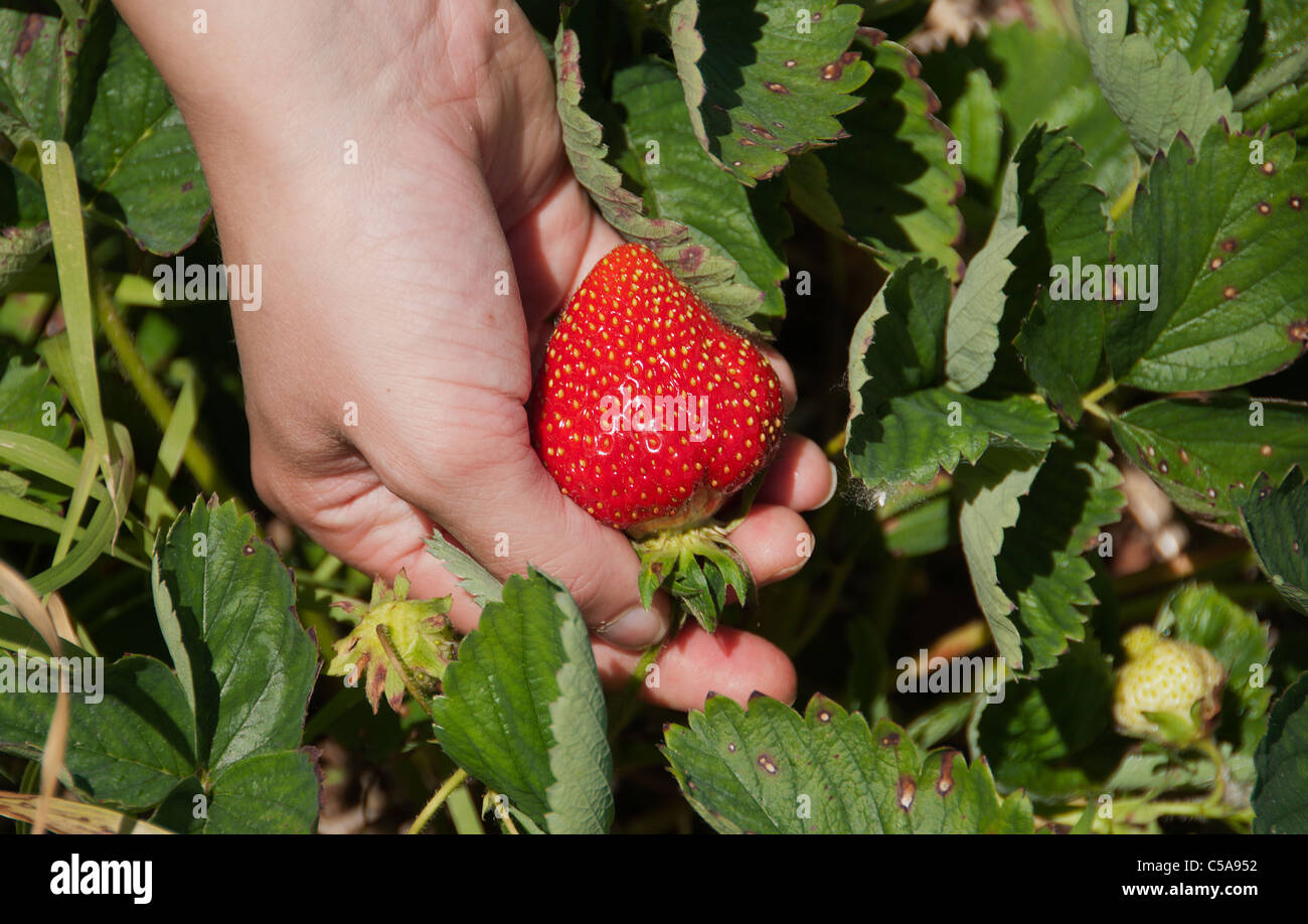 woman's hand picking strawberries Stock Photo - Alamy