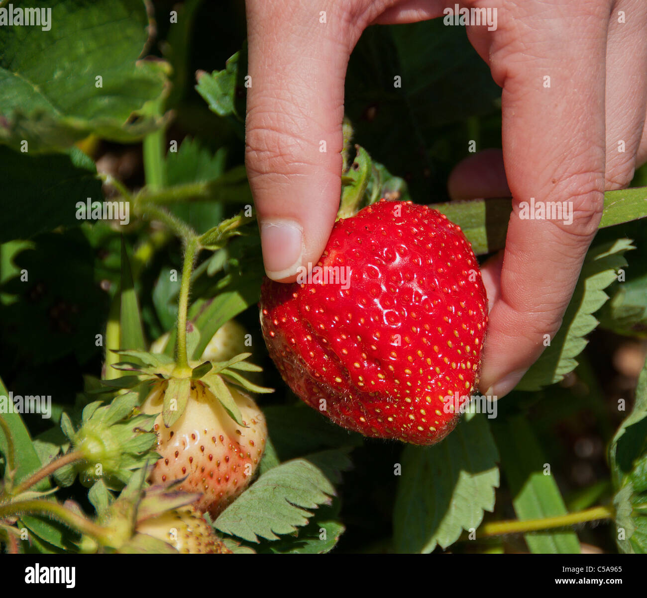woman's hand picking strawberries Stock Photo - Alamy