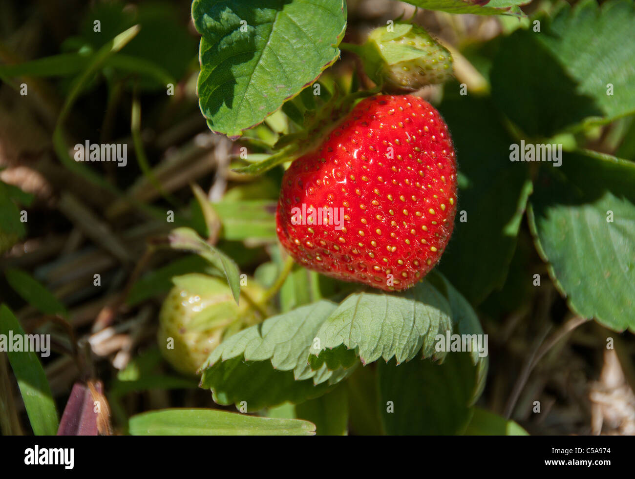 A ripe strawberry ready for picking Stock Photo - Alamy