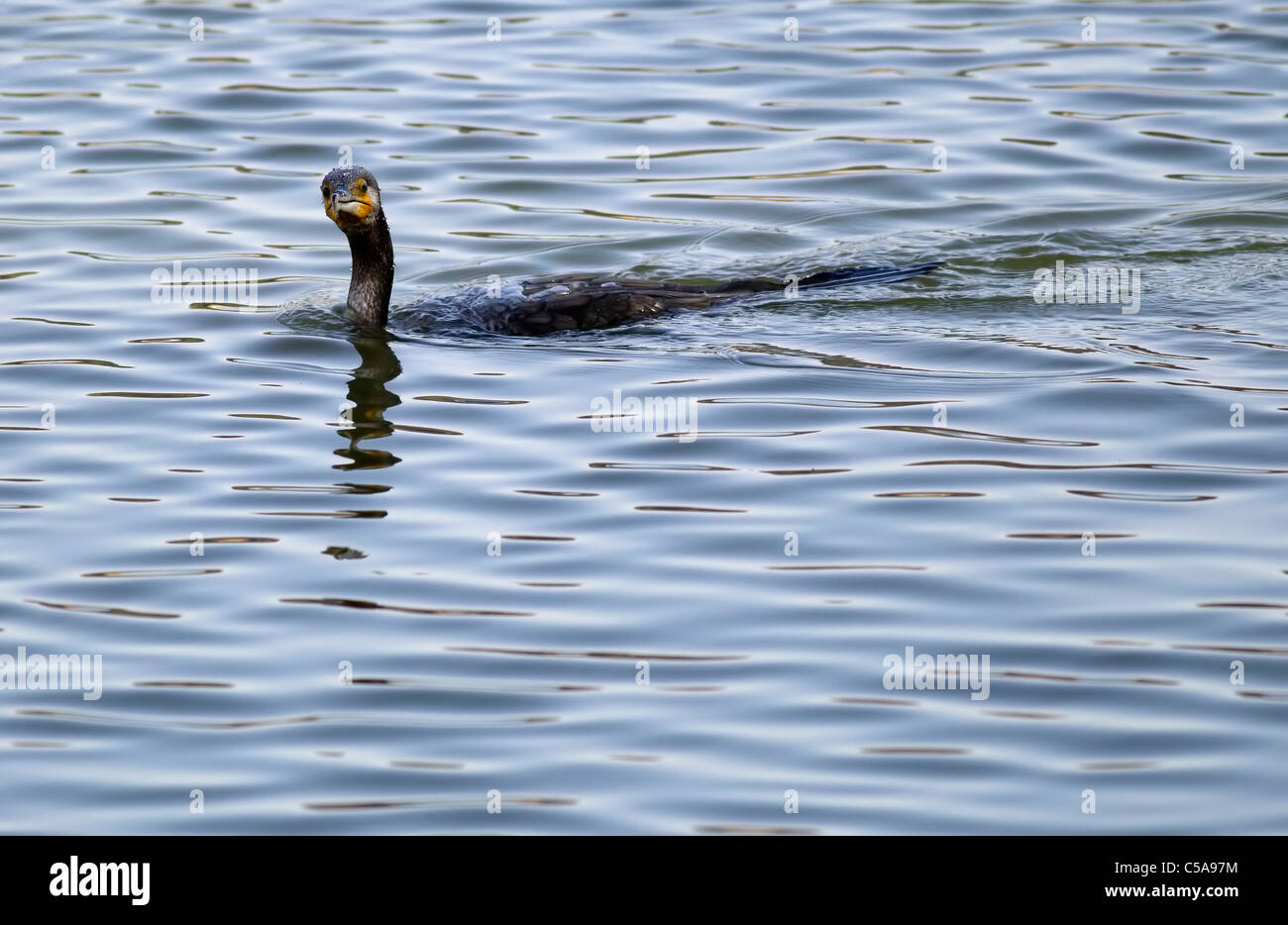 A large cormorant swimming in blue water Stock Photo - Alamy