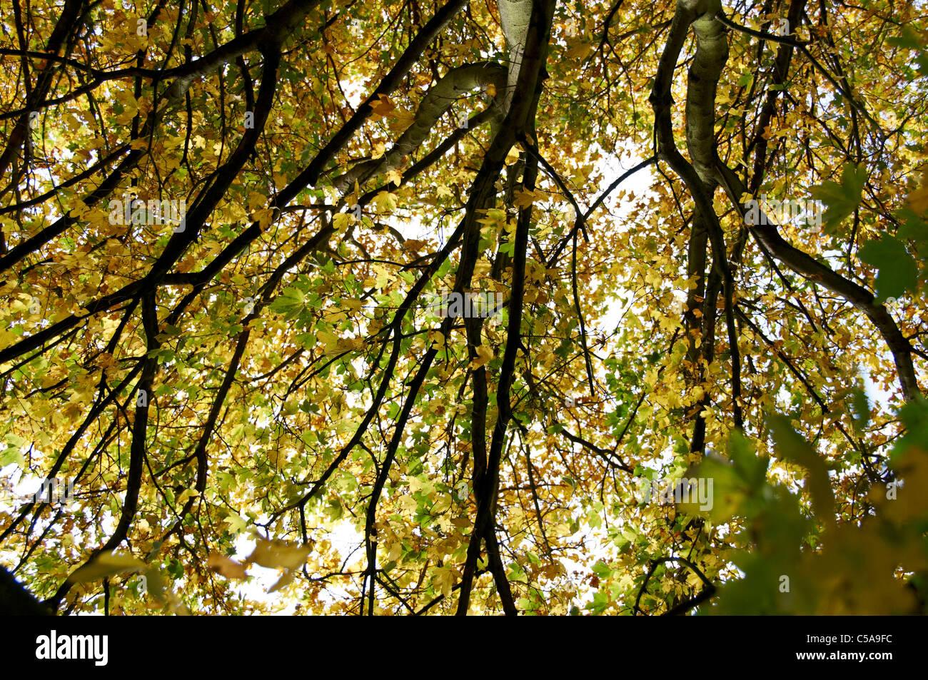 Detail of the leaves on a tree in Autumn Stock Photo - Alamy
