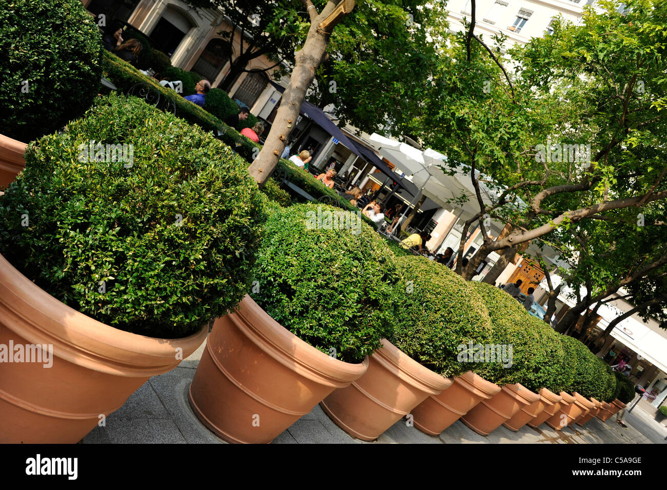 Line of identical plants in pots Stock Photo - Alamy