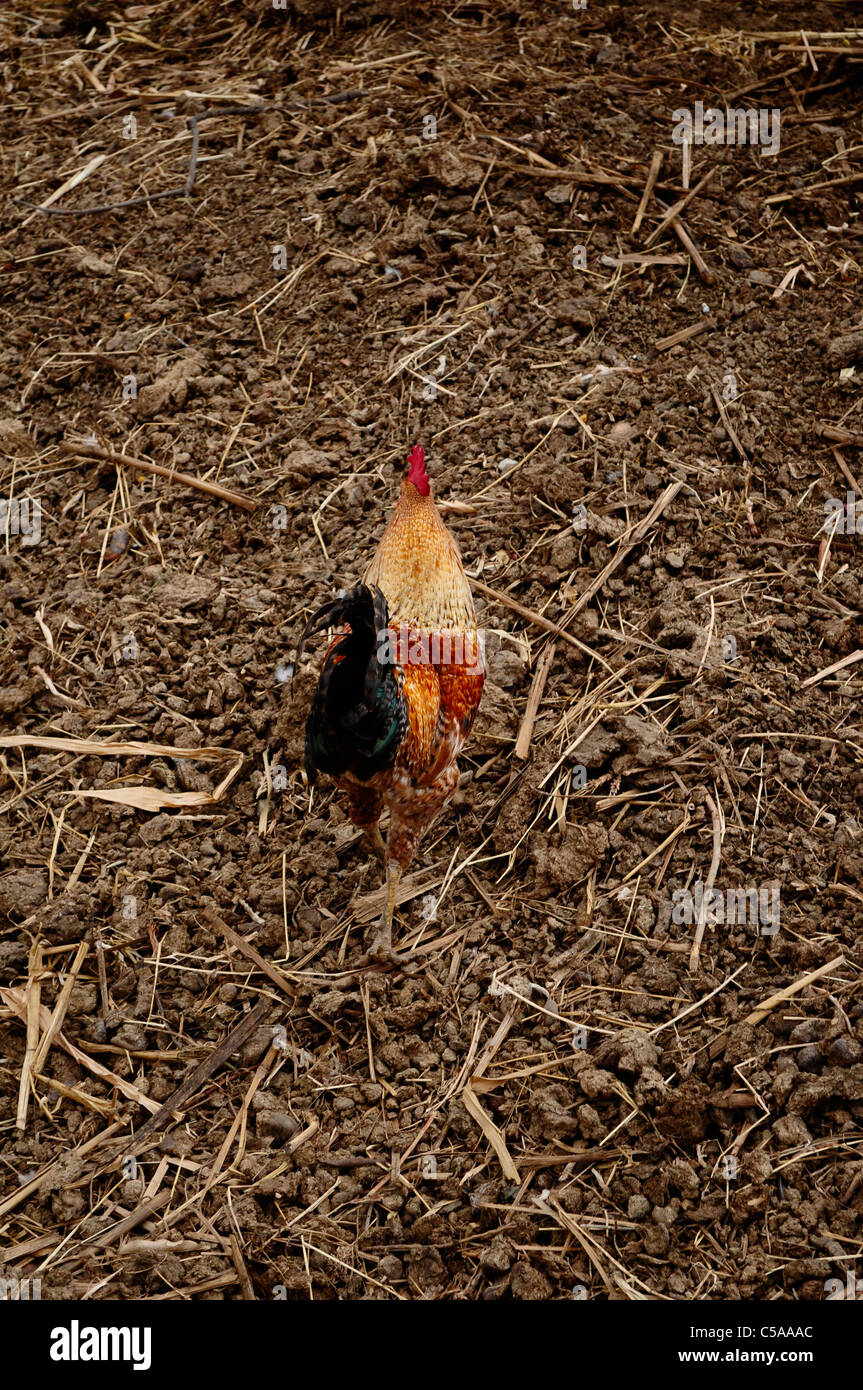 Male rooster hi-res stock photography and images - Alamy