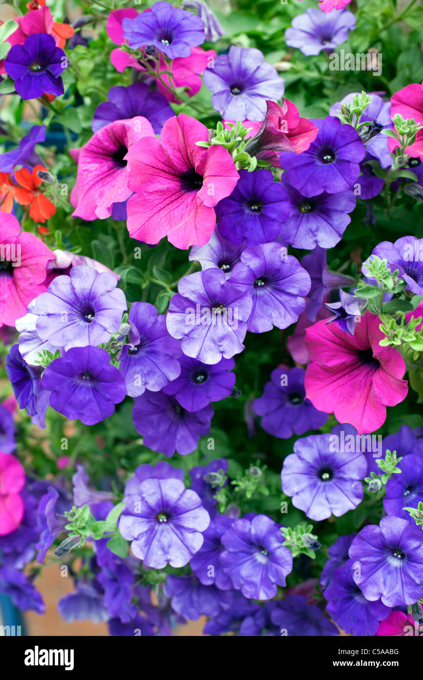 Summer Flower display, Bickenhall Street, Marylebone, London, UK ...