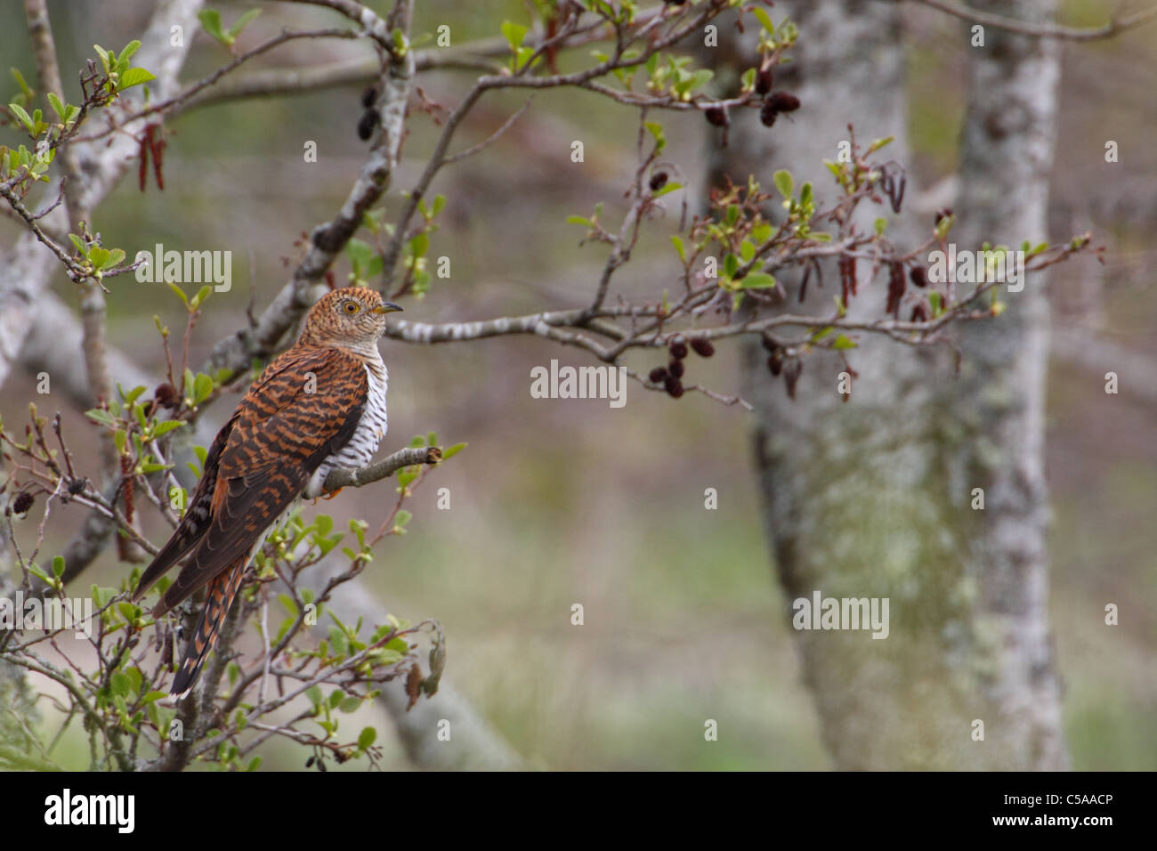 Common Cuckoo (Cuculus canorus), adult female, spring. Europe Stock ...