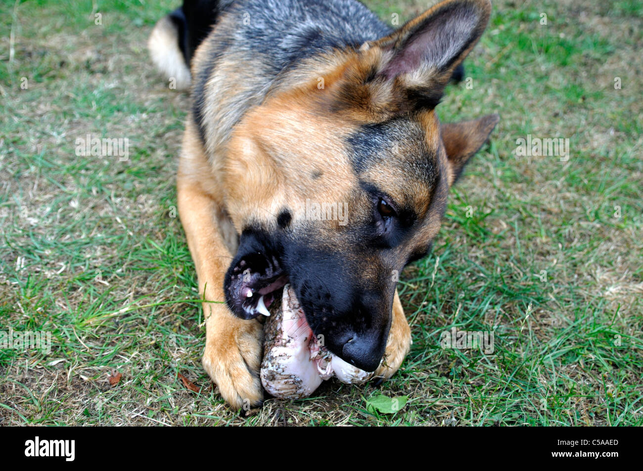 German Shepherd chewing on Bone Stock Photo - Alamy