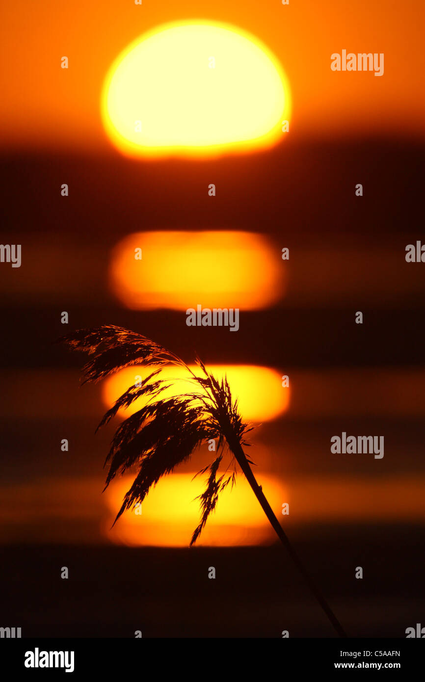 Common reed sun hi-res stock photography and images - Alamy