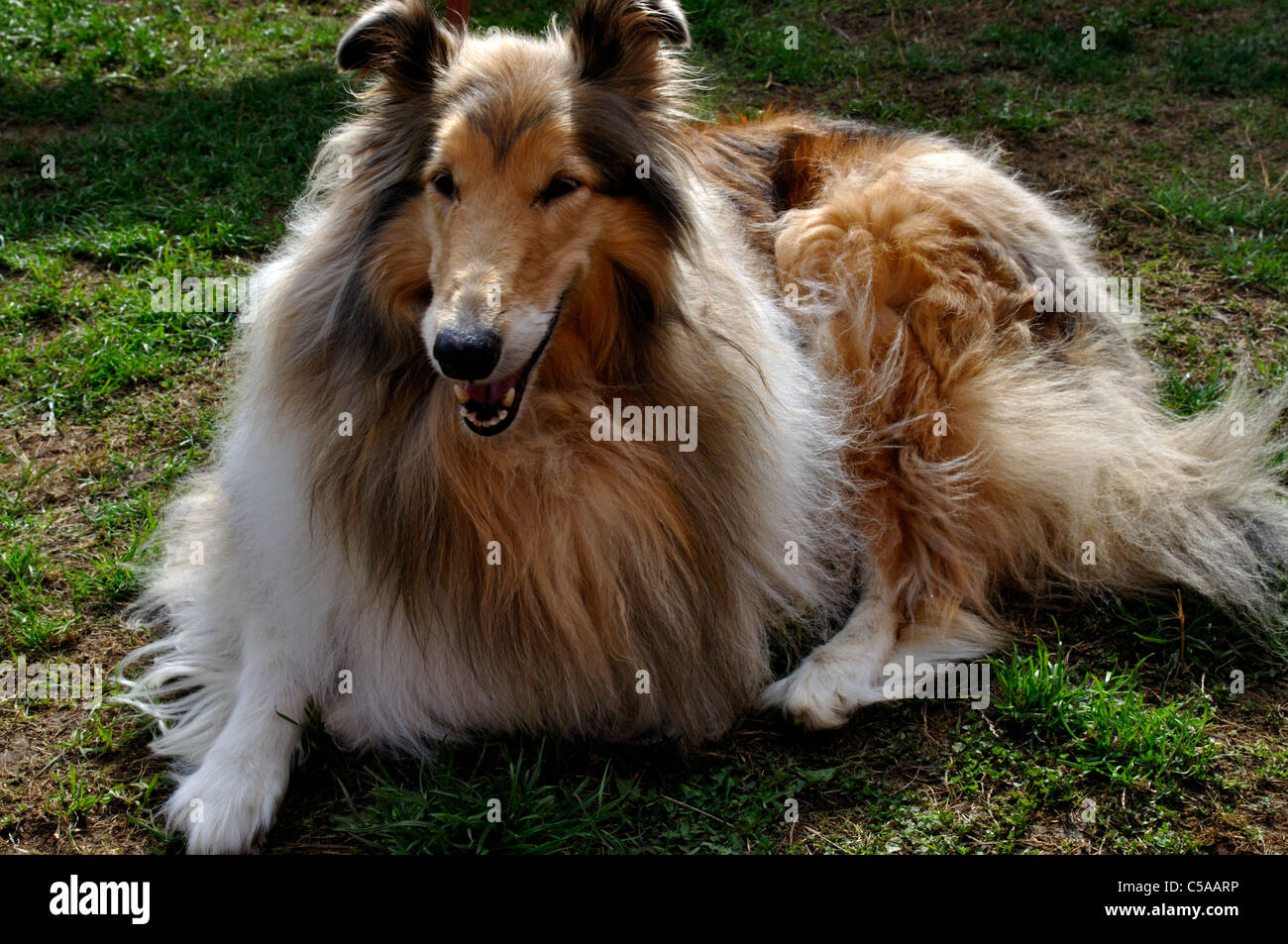 Sable & White Rough Collie relaxing in Garden Stock Photo - Alamy
