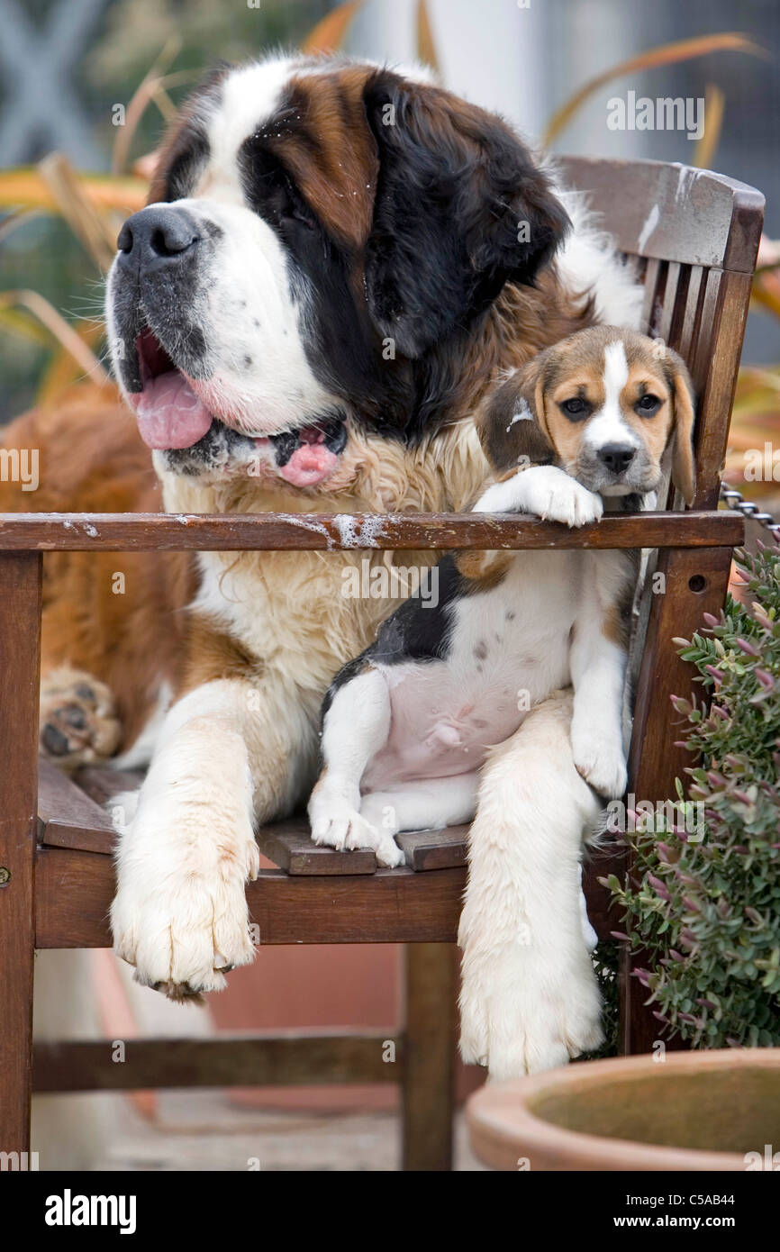 St Bernard Brandy Stock Photos & St Bernard Brandy Stock Images - Alamy