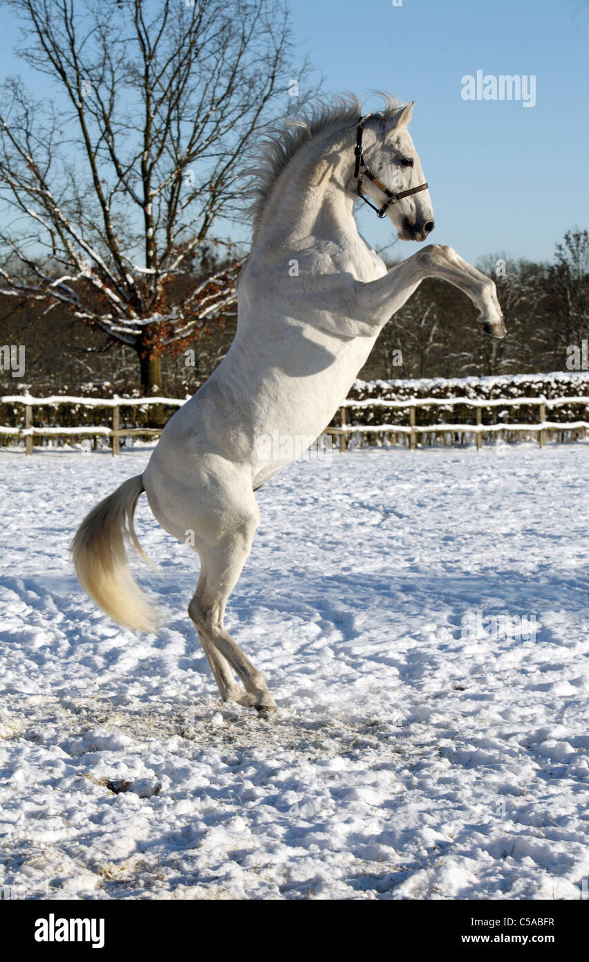 A white horse rearing in a paddock Stock Photo - Alamy