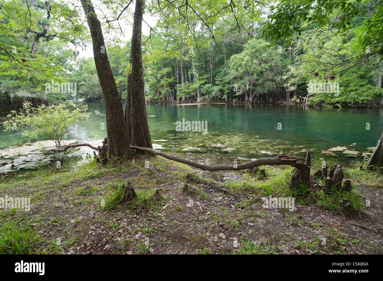 Manatee Springs State Park Florida Stock Photo - Alamy