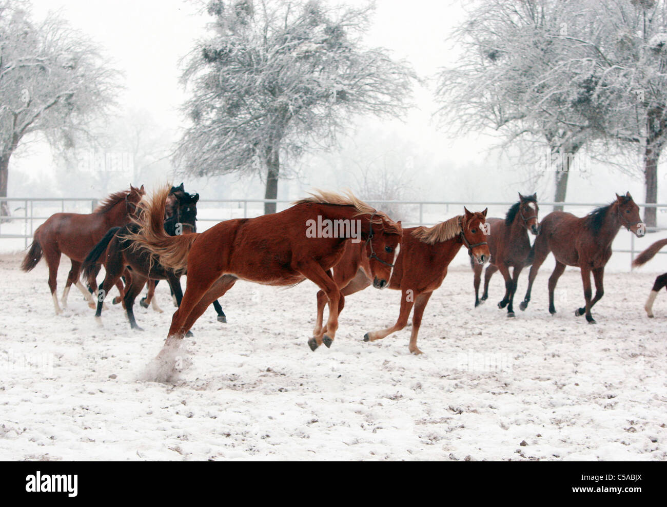 Horses in a paddock in winter Stock Photo - Alamy