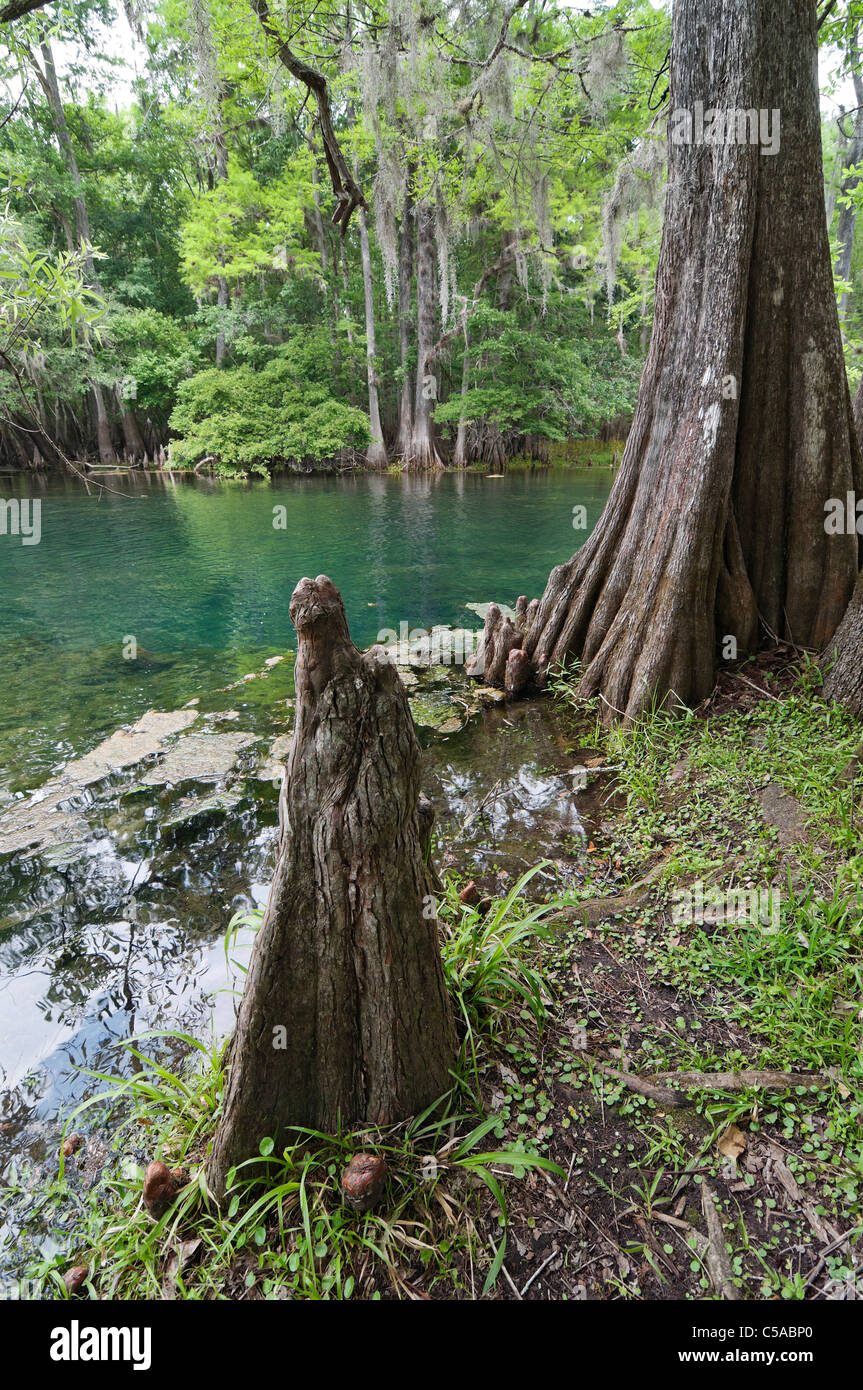 Manatee Springs State Park Florida Stock Photo - Alamy