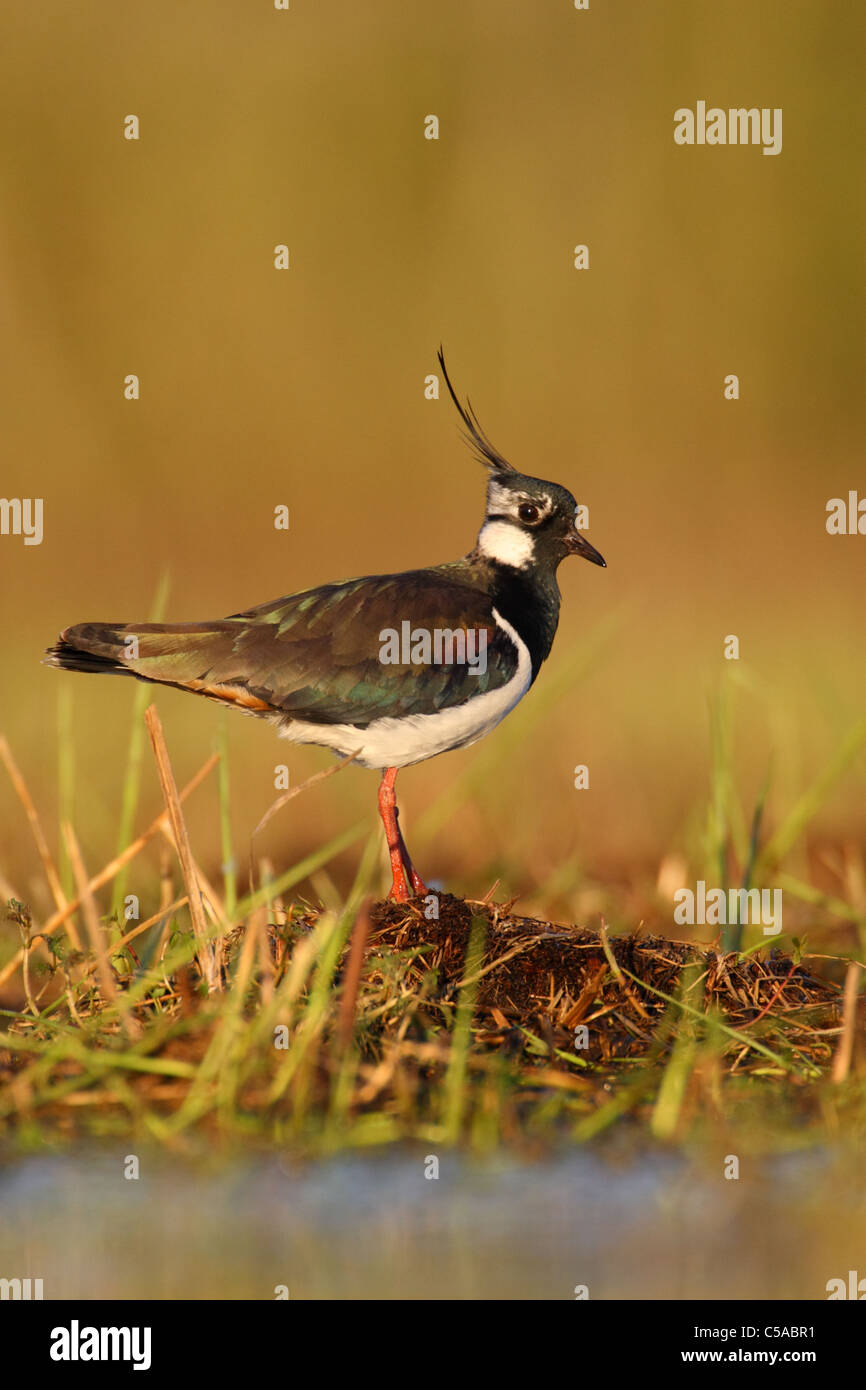 Vanellus hi-res stock photography and images - Alamy