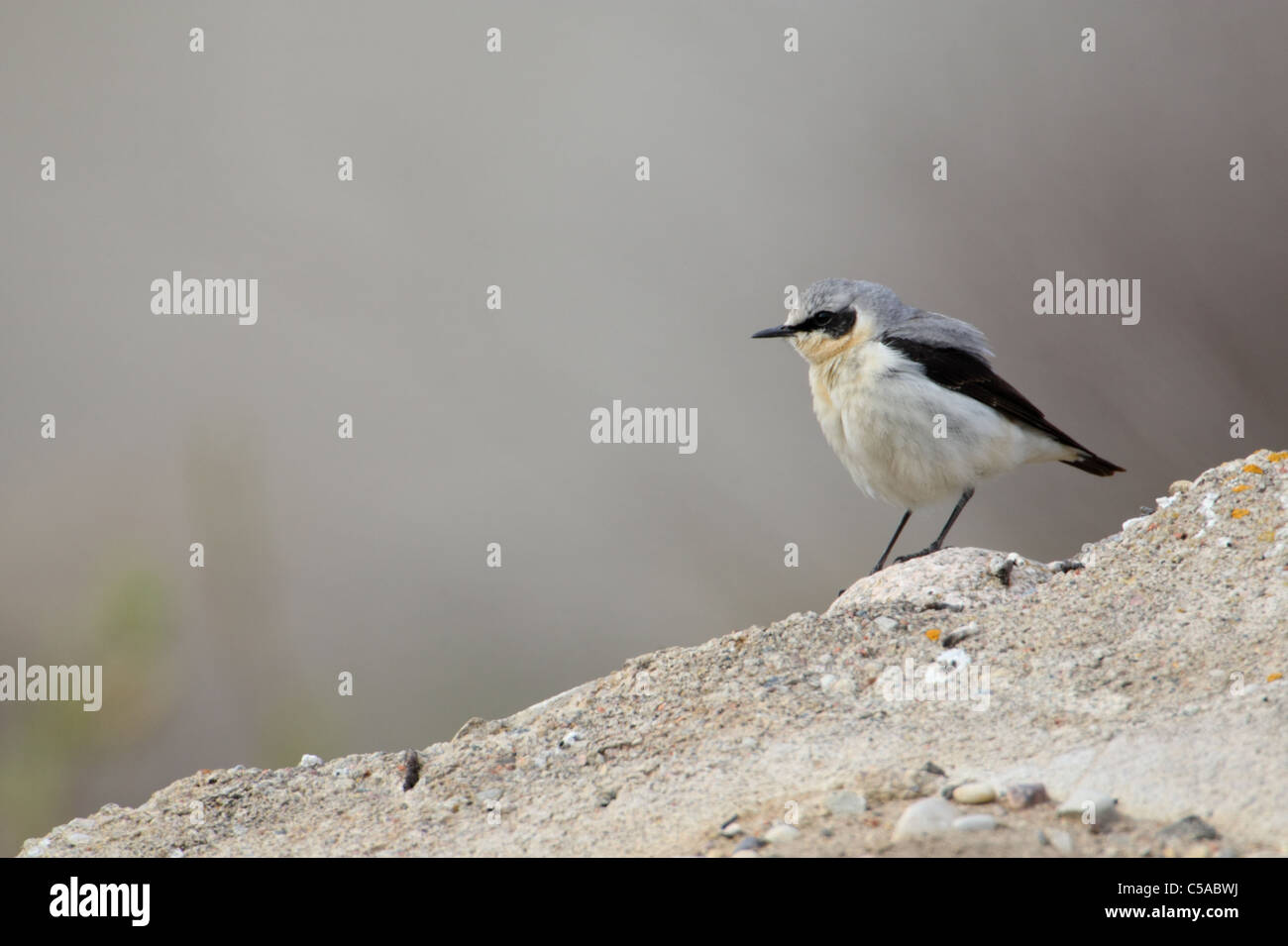 Male northern wheatear hi-res stock photography and images - Alamy