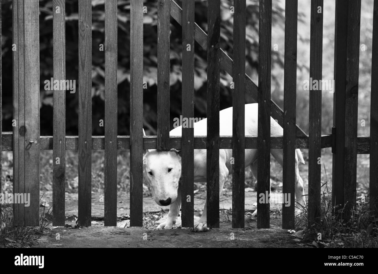 Angry bull terrier Black and White Stock Photos & Images - Alamy