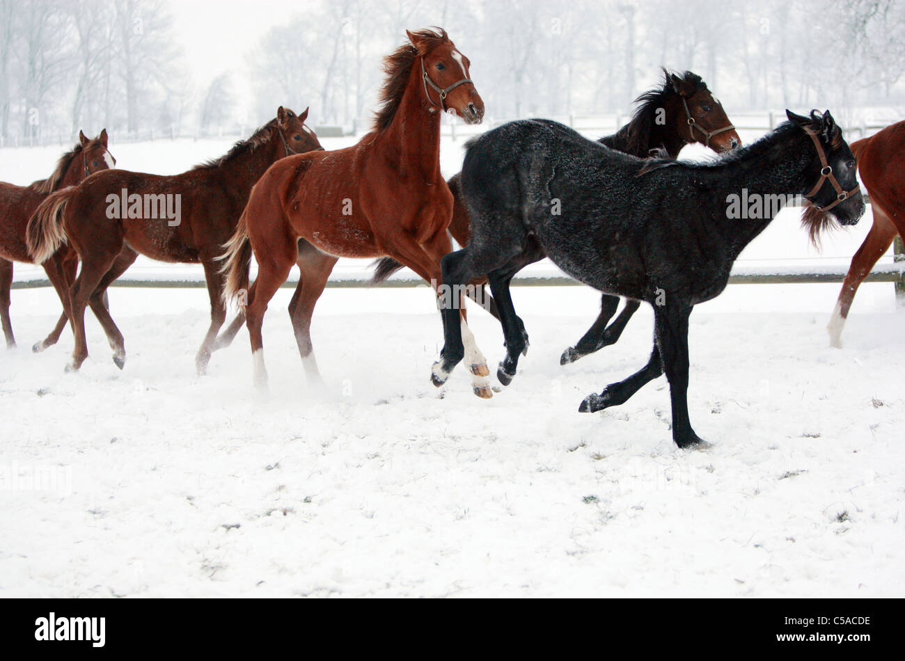 Whole horses hi-res stock photography and images - Alamy