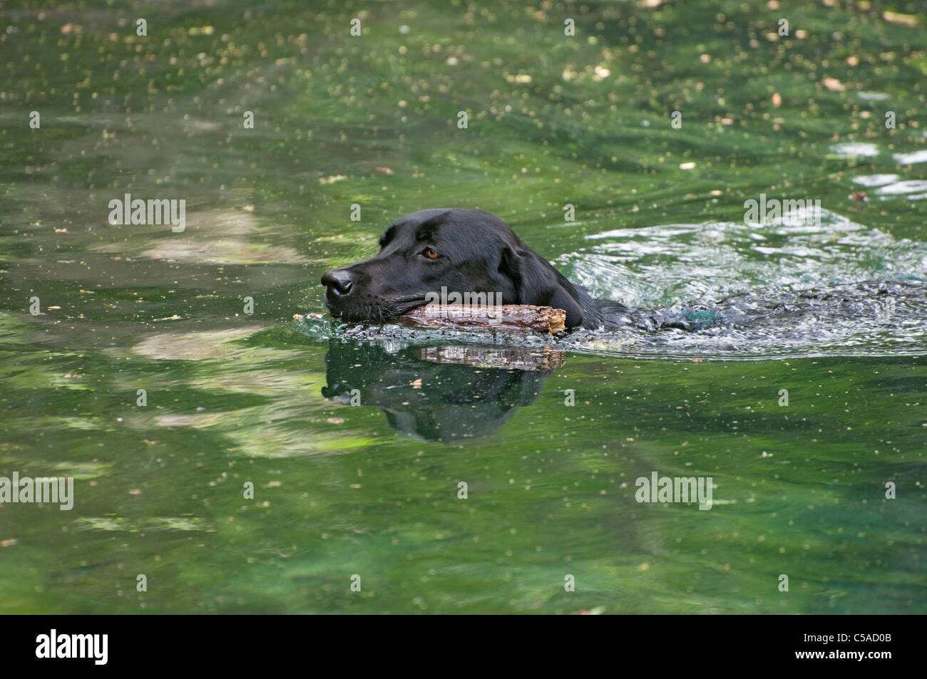 Labrador retriever retrieving hi-res stock photography and images - Alamy
