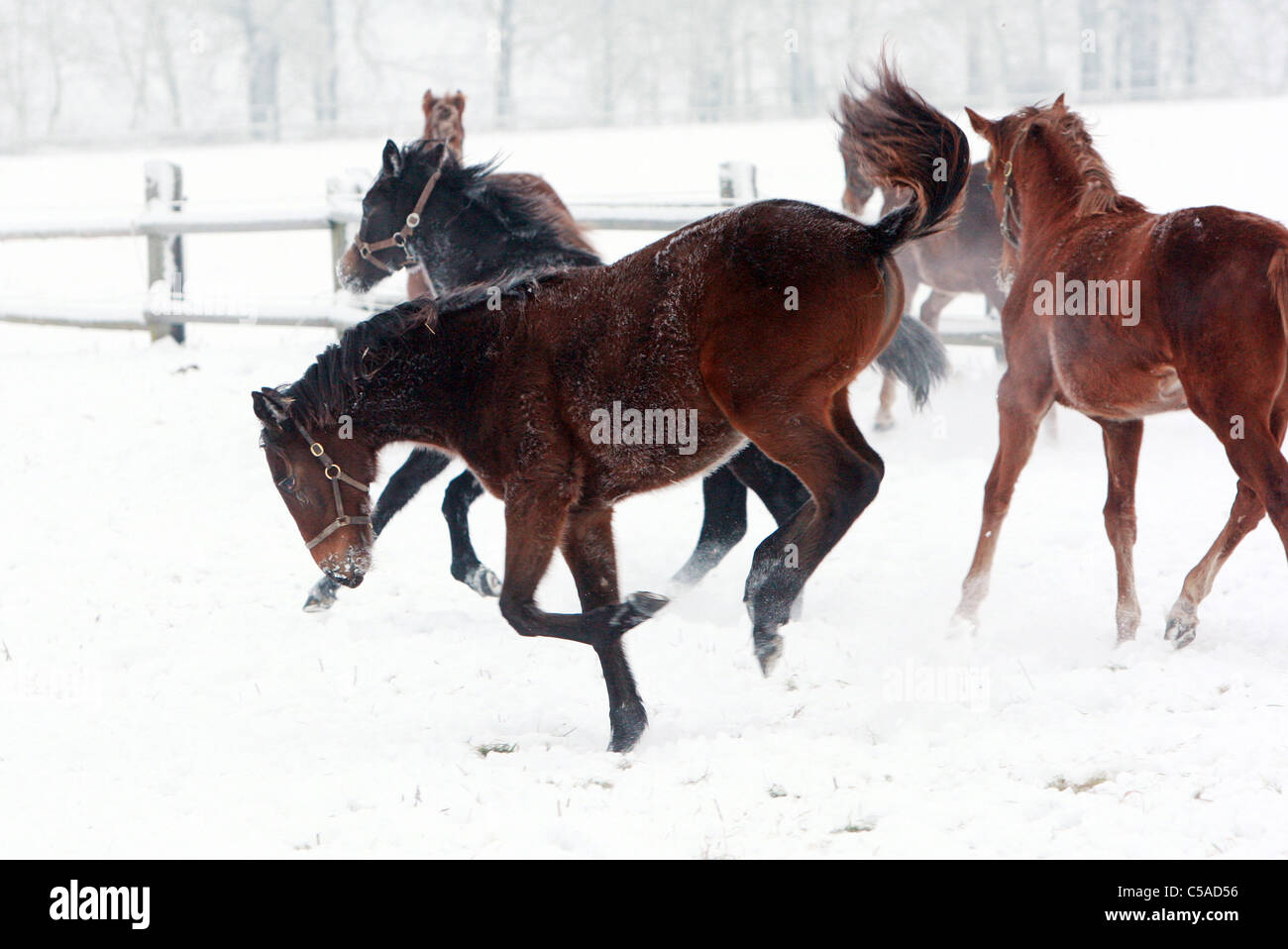 Horses in a paddock in winter Stock Photo - Alamy
