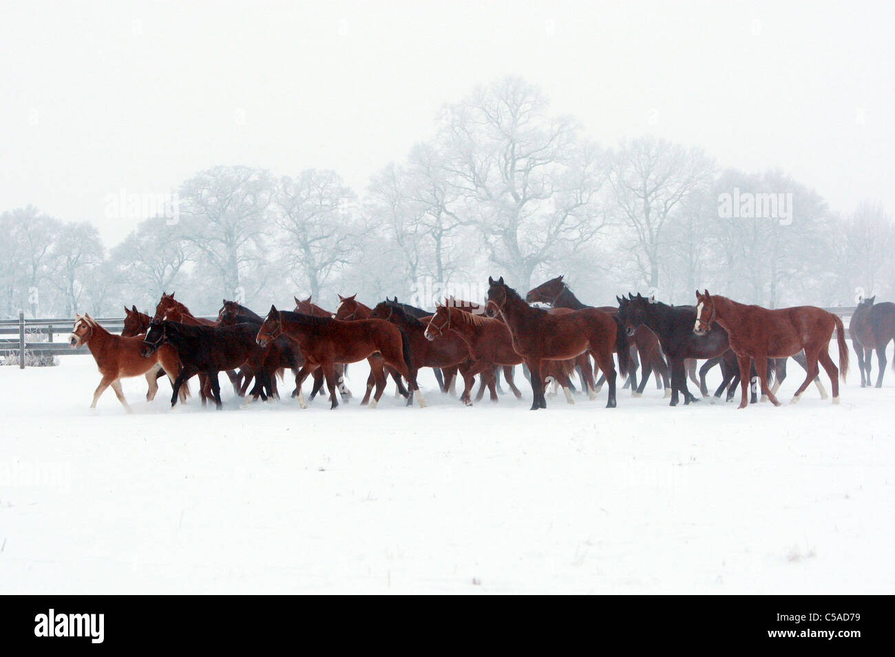 Horses in a paddock in winter Stock Photo - Alamy