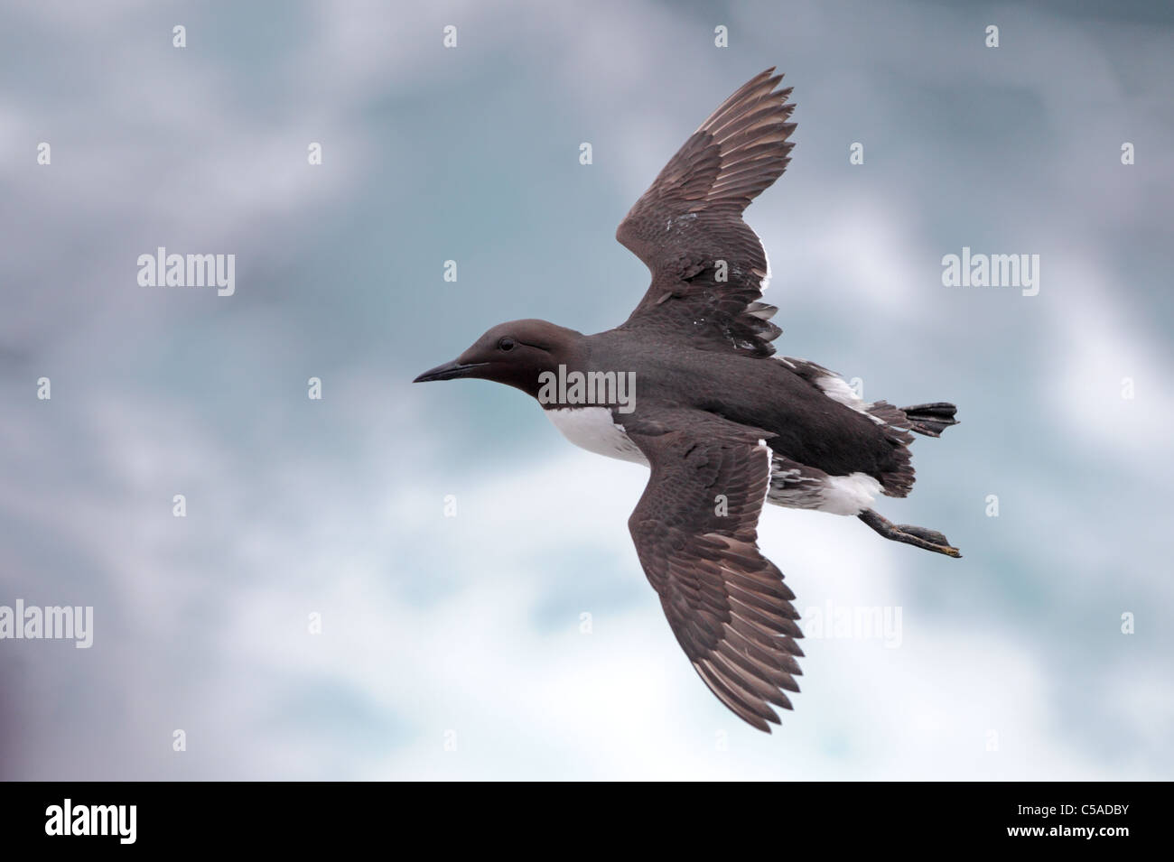 Common murre in flight hi-res stock photography and images - Alamy