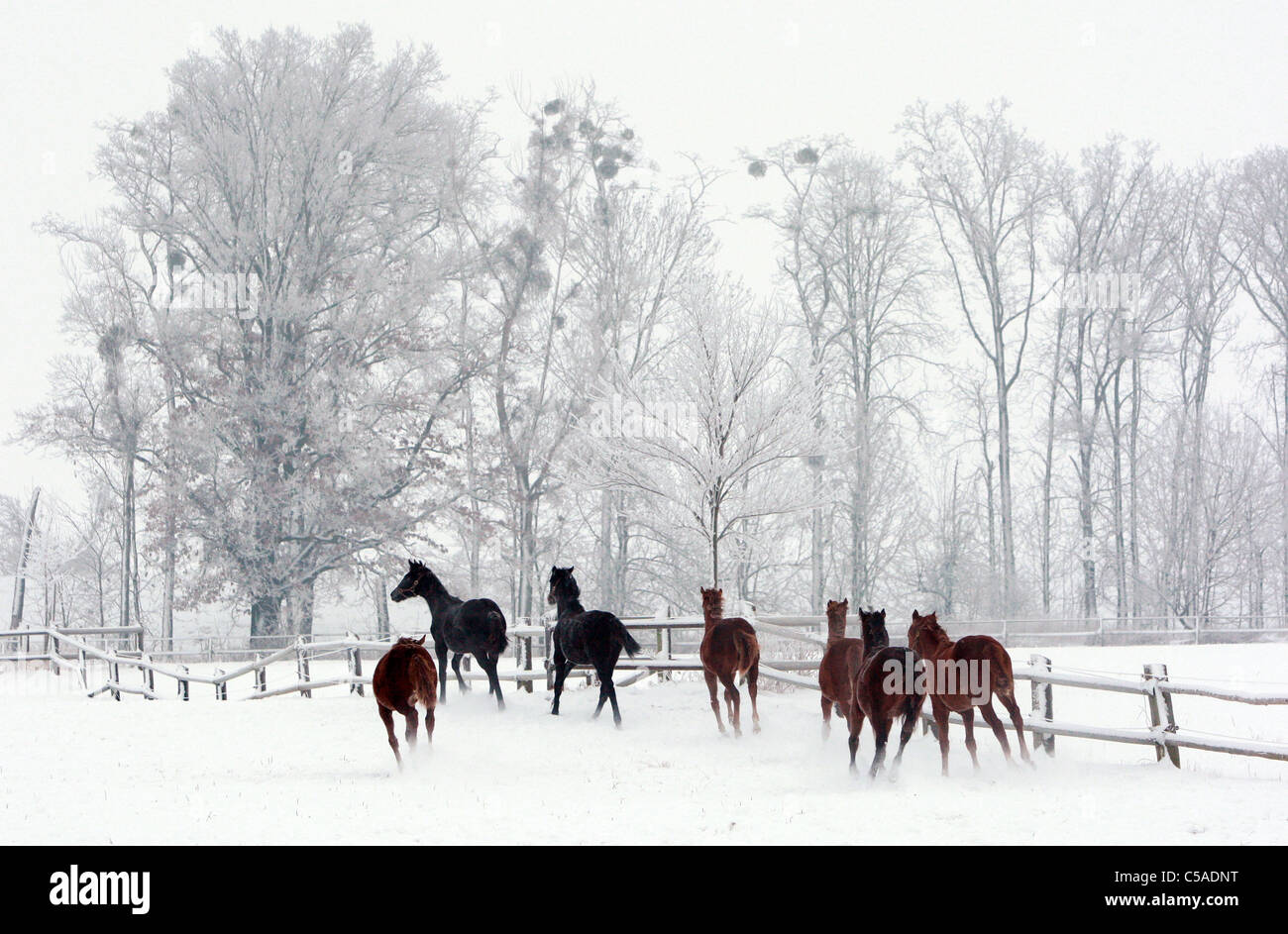 Horses in a paddock in winter Stock Photo - Alamy