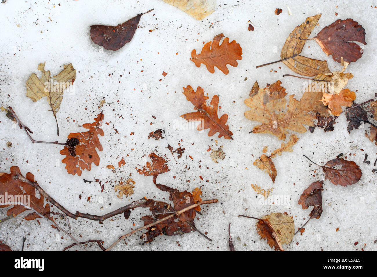 Signs of spring - leaves from last fall appear under the melting snow ...