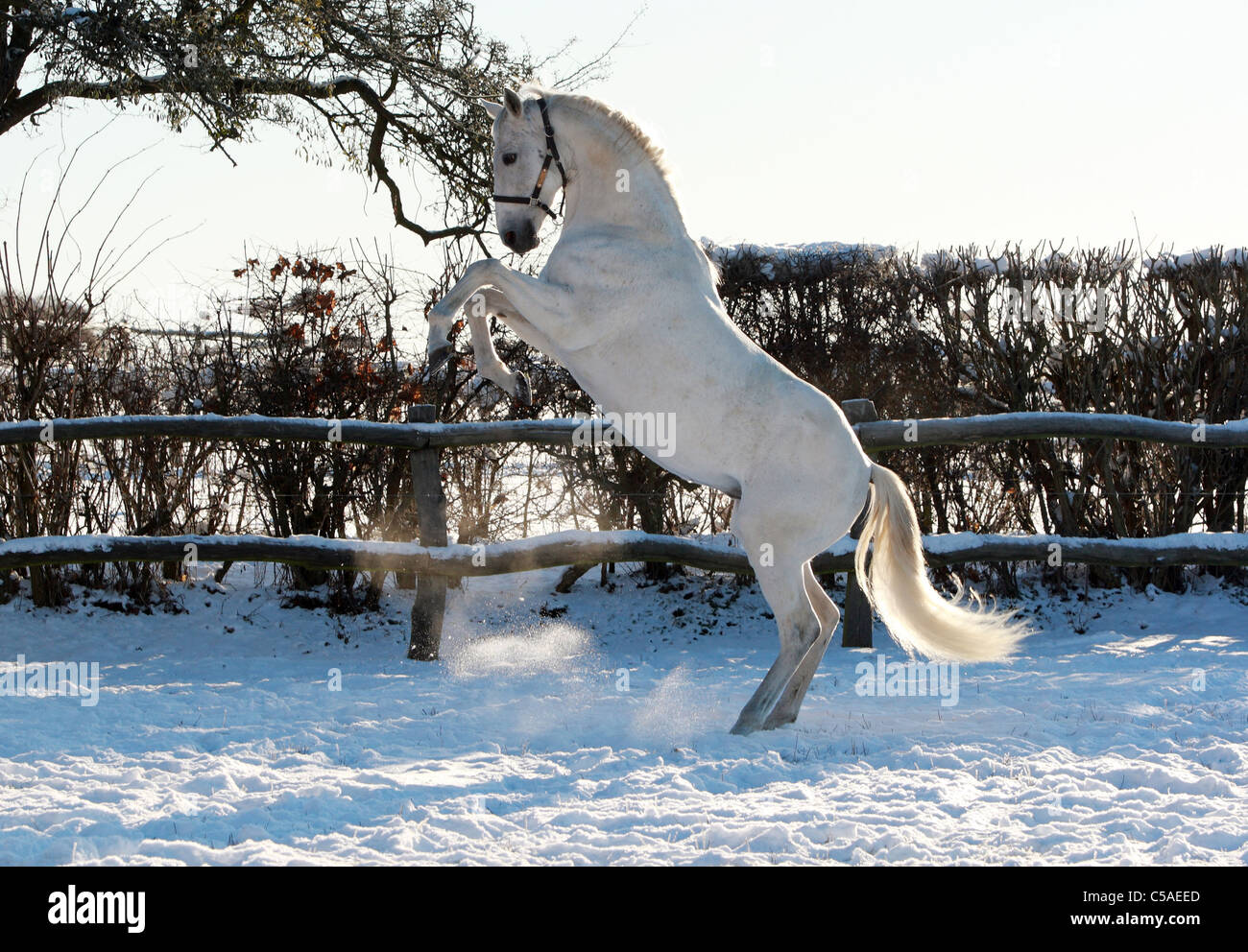 A white horse rearing in a paddock Stock Photo - Alamy