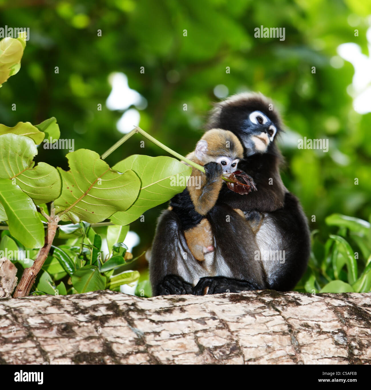Group of monkey in Langkawi. Malaysia Stock Photo - Alamy