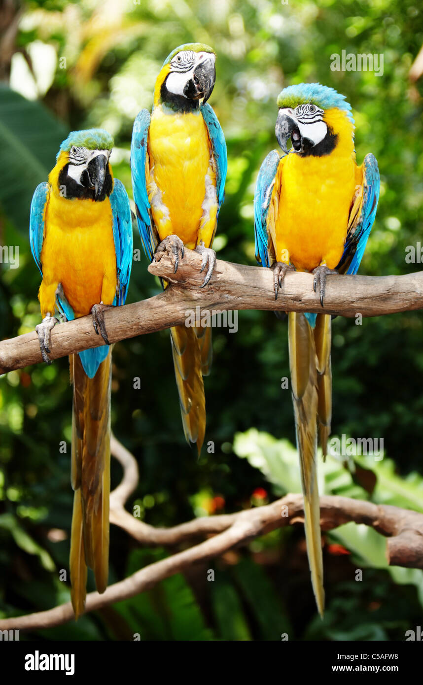 Parrot in green rainforest Stock Photo - Alamy
