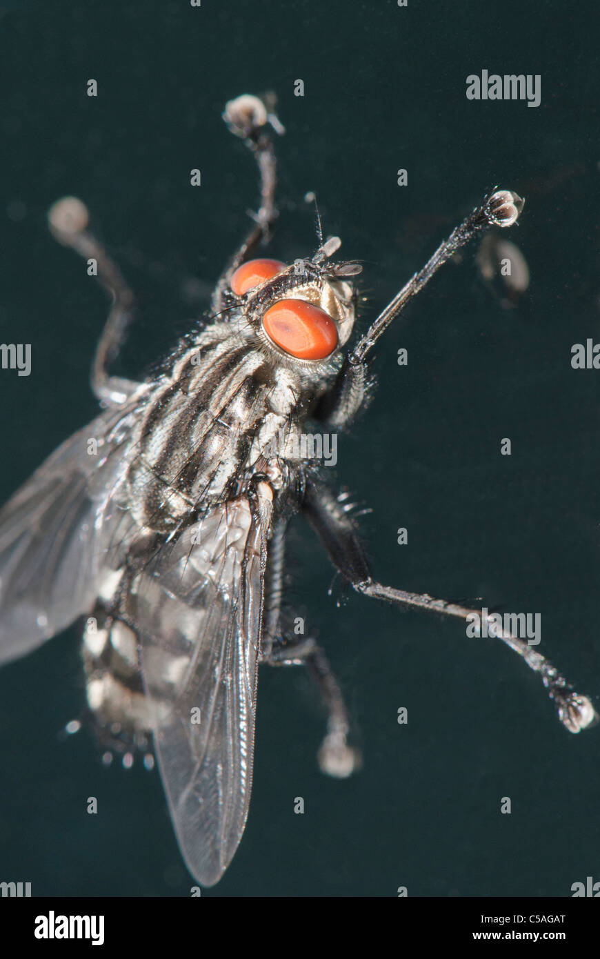 Fly insect sitting on the window glass Stock Photo - Alamy