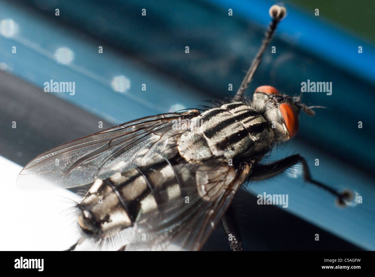 Fly insect sitting on the window frame Stock Photo - Alamy