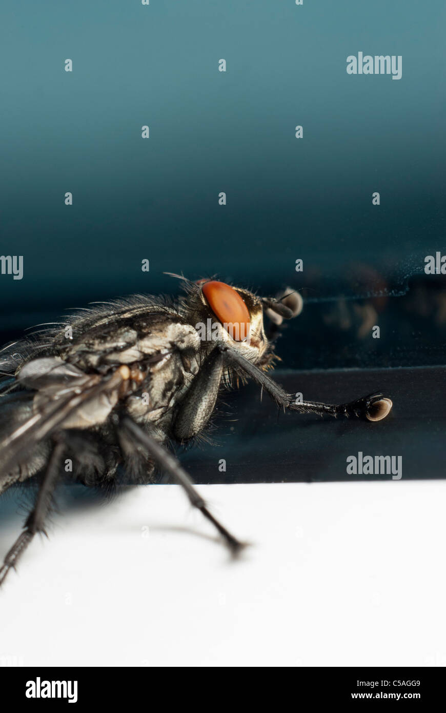 Fly insect sitting on the window frame Stock Photo - Alamy