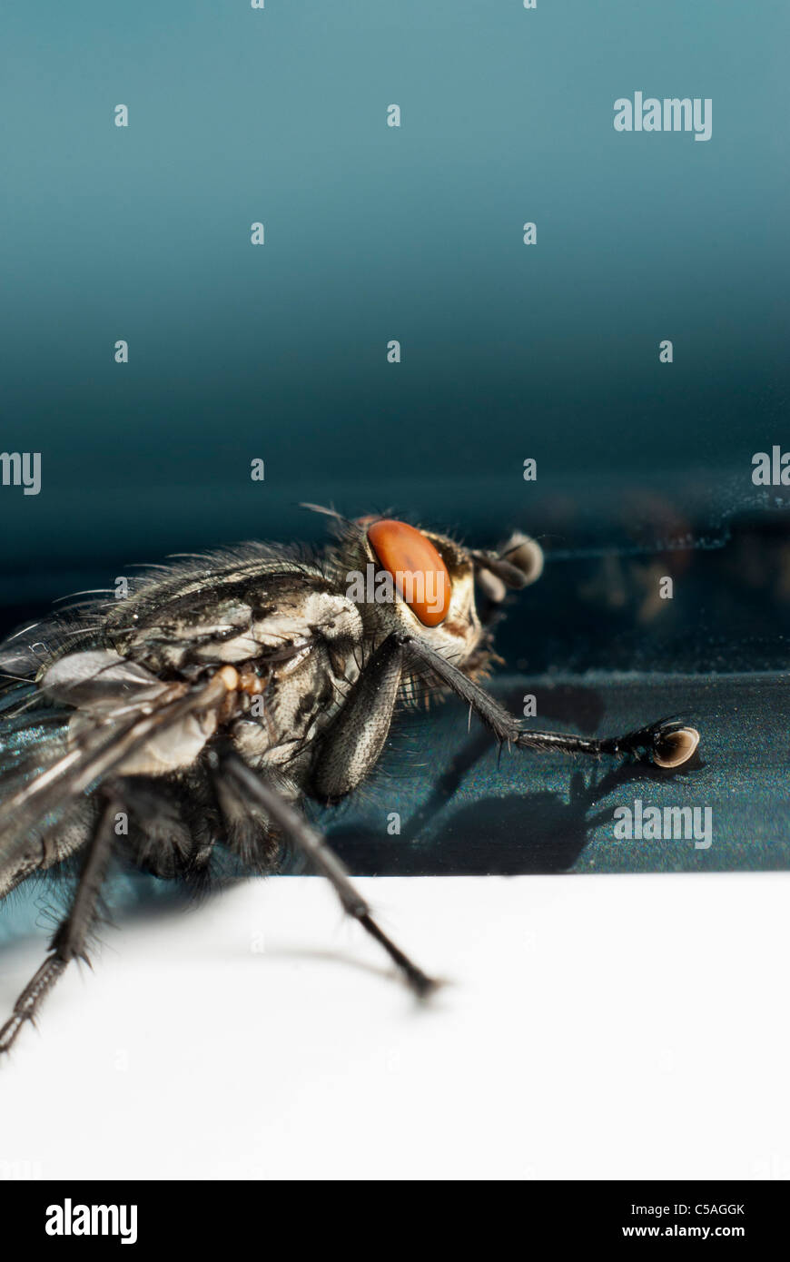 Fly insect sitting on the window frame Stock Photo - Alamy
