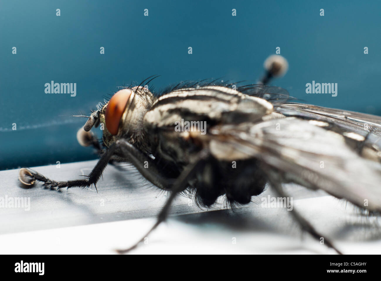 Fly insect sitting on the window frame Stock Photo - Alamy