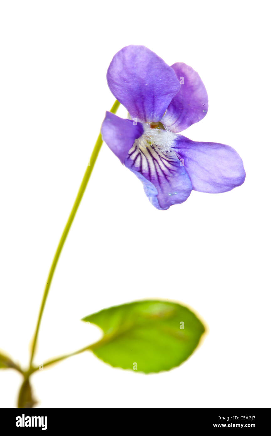 England, Northumberland, Rothbury. Wild Pansy photographed against a ...
