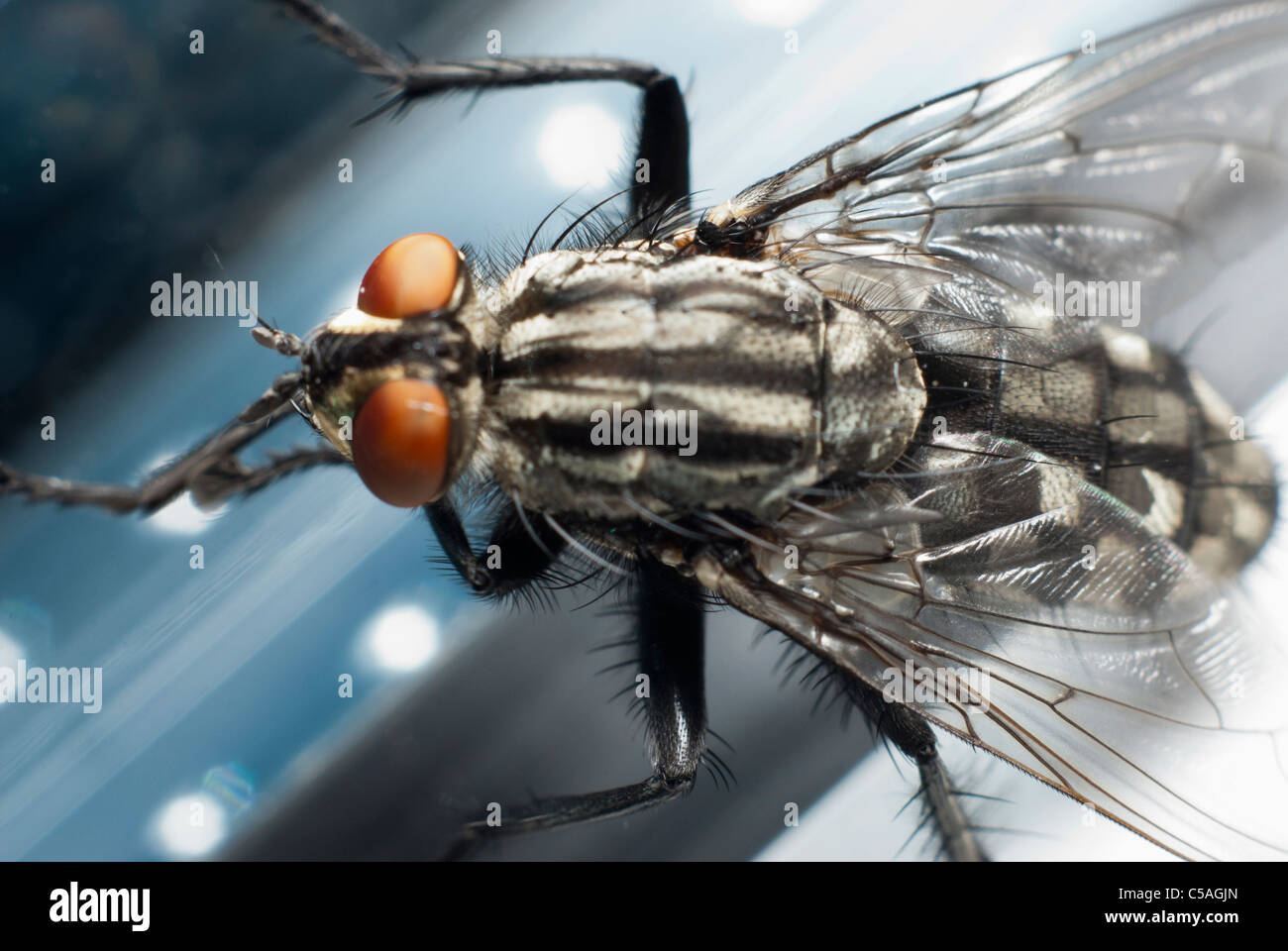 Fly insect sitting on the window frame Stock Photo - Alamy