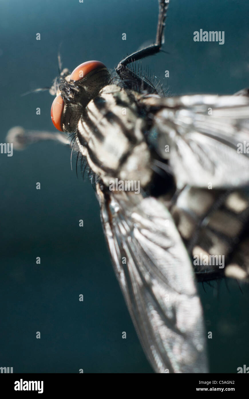 Fly insect sitting on the window frame Stock Photo - Alamy