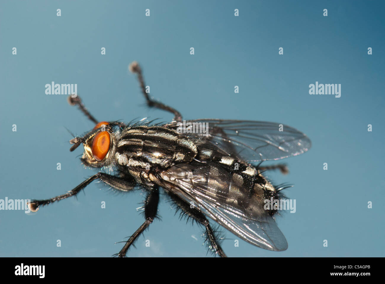 Fly insect sitting on the window glass Stock Photo - Alamy