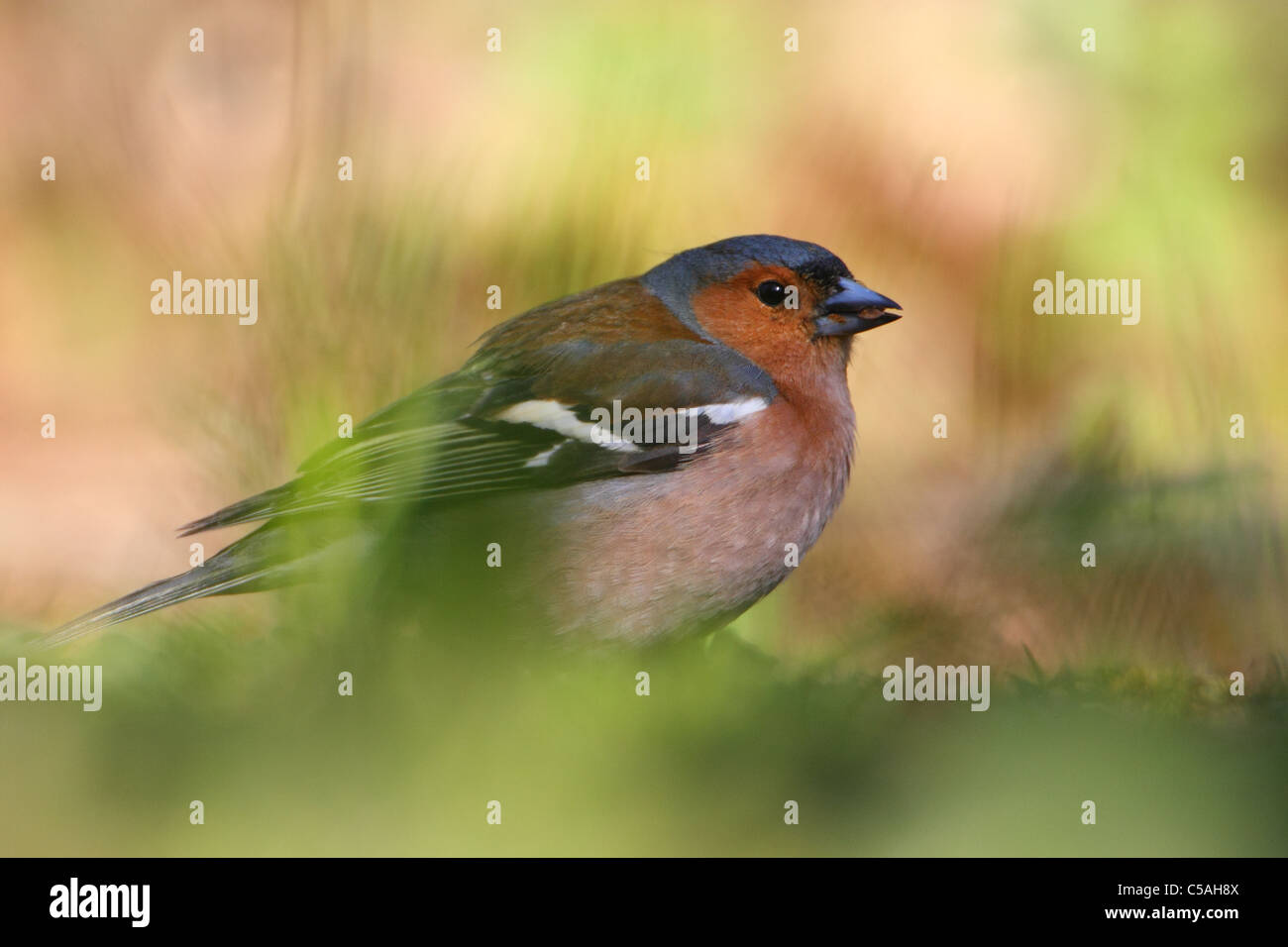 European chaffinch hi-res stock photography and images - Alamy