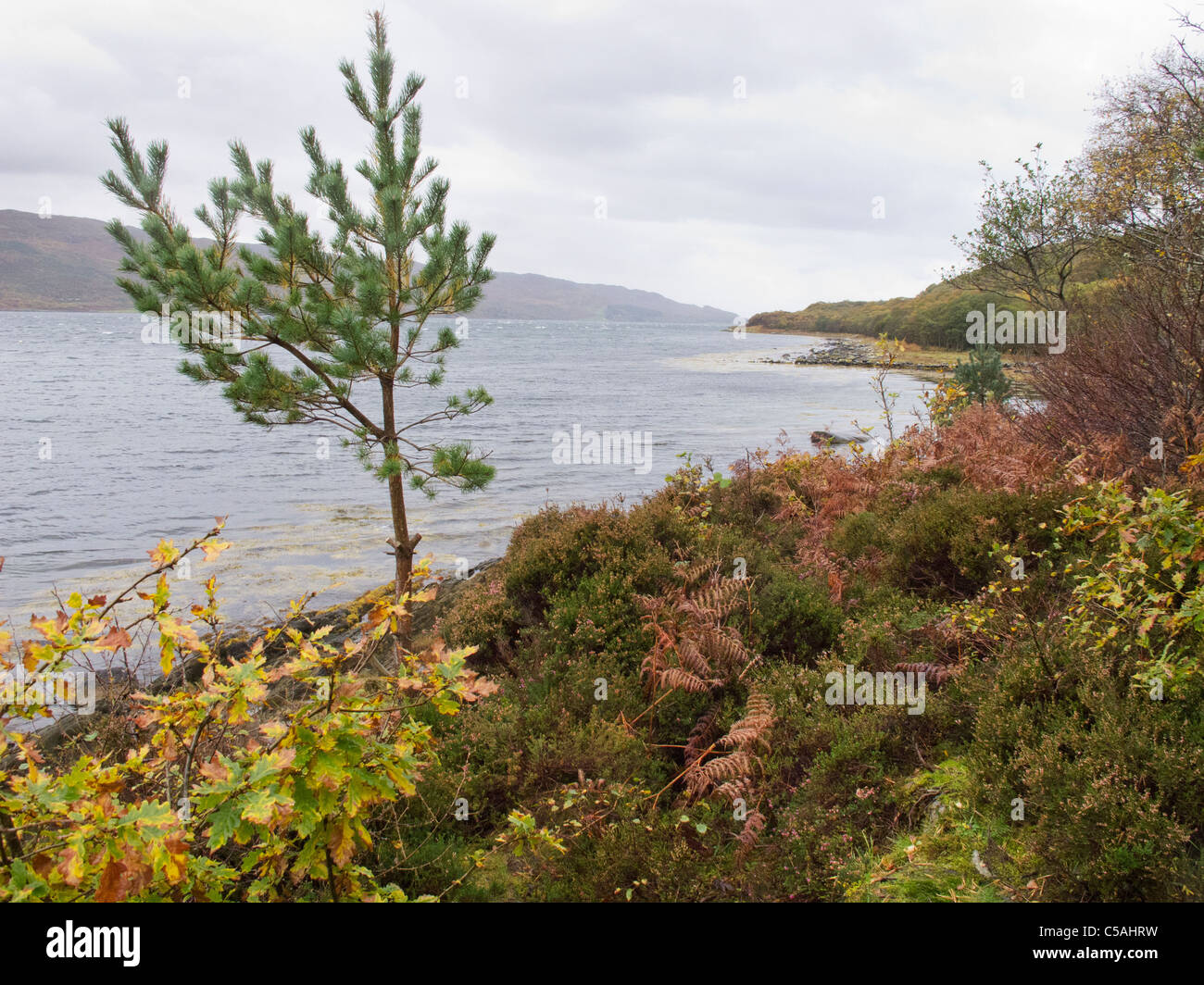 Lock Tree High Resolution Stock Photography and Images - Alamy