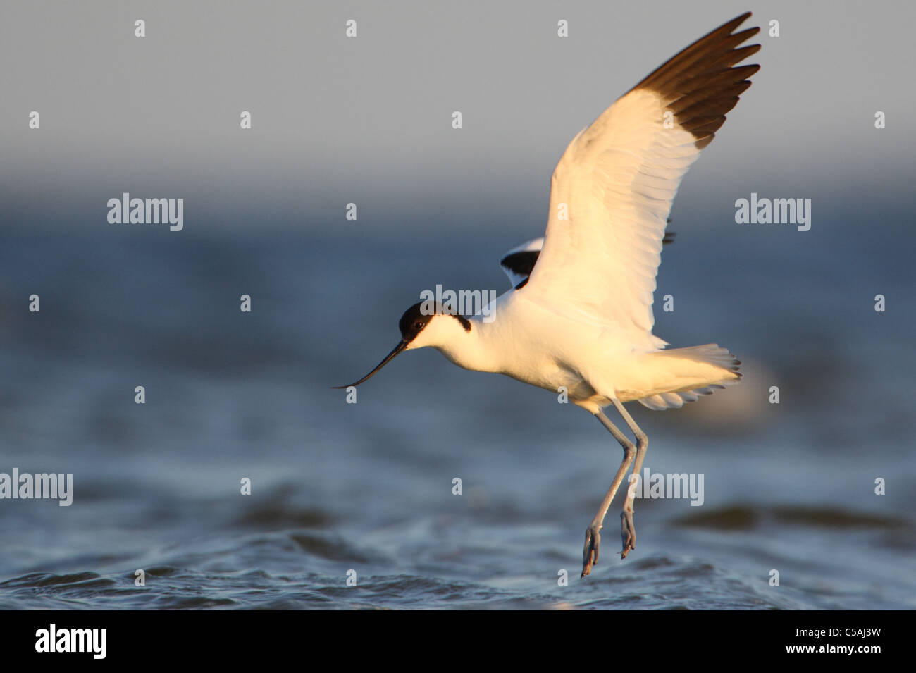 Flying avocet bird hi-res stock photography and images - Alamy