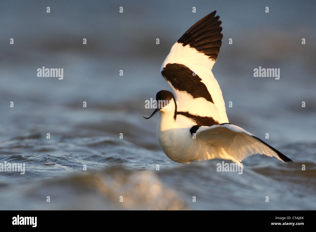 Avocet (Recurvirostra avosetta) wing's spread open. Spring, Europe ...