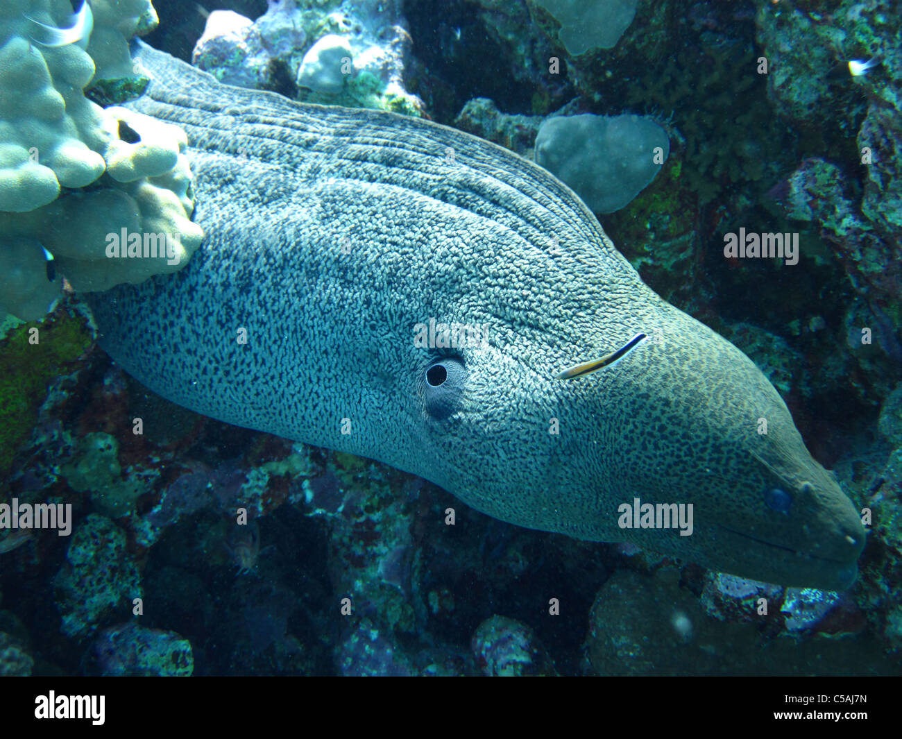 Coral fish. Murena Stock Photo - Alamy