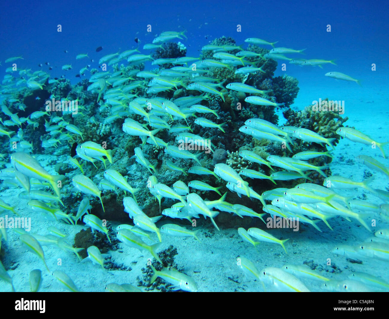 Coral fish sea reef water actinia hi-res stock photography and images ...