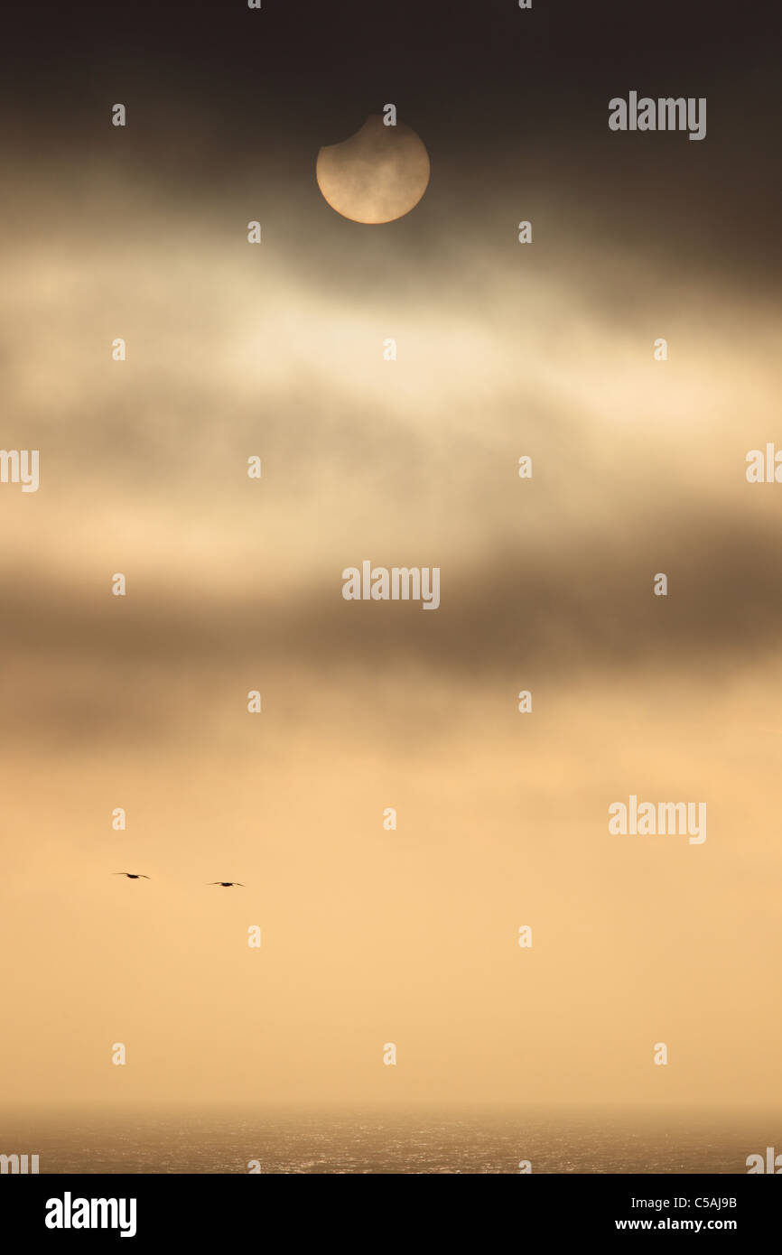 Two birds and Solar Eclipse at 1.June 2011, seen from Látrabjarg ...