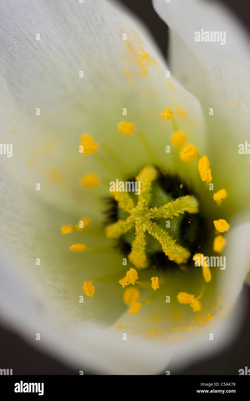 macro of a svalbard poppy Stock Photo - Alamy